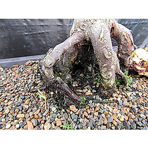 39 Year Old Japanese Butterfly Maple Specimen Bonsai Tree