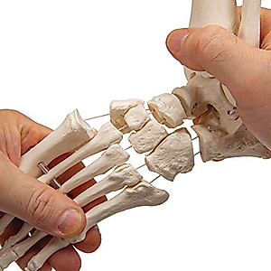 3B Scientific A31/1 Foot Skeleton-flexibly w/portions of Tibia- Fibula - 3B Smart Anatomy