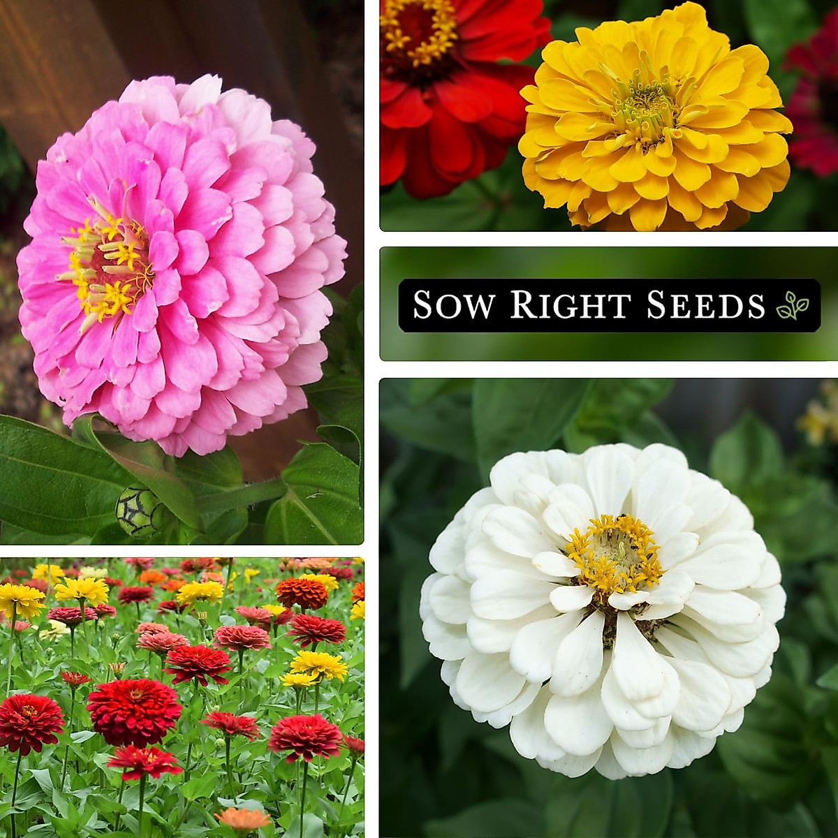 Sow Right Seeds California Giant Zinnia Seeds - Full Instructions for Planting, Beautiful to Plant in Your Flower Garden; Non-GMO Heirloom Seeds; Wonderful Gardening Gifts (4)
