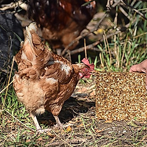 Pecking Order Mealworm Treat Cake, 20 oz