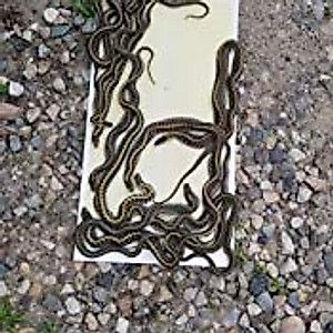 Cahaba Snake Trap (1 PK) Commercial Grade Large/Reusable 32"x10"x3" with (3) Large Catch Inserts Made in USA