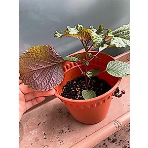Gaea's Blessing Seeds - Korean Shiso Seeds (Perilla), Heirloom Non-GMO Seeds with Easy to Follow Planting Instructions, Korean Perilla, Open-Pollinated, 94% Germination Rate