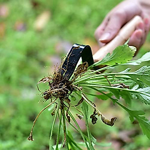 Elegital Kana Hoe 217 Japanese Garden Tool - Hand Hoe/Sickle is Perfect for Weeding and Cultivating. The Blade Edge is Very Sharp., Beige-028