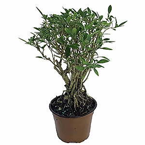 Japanese Serissa Bonsai Tree 4" Pot - Exposed Roots