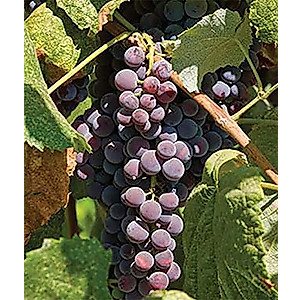 zcbang Rare Plant Fruit Seed 30 Pcs Grape Seeds - Beauteous Sweet Green Grape