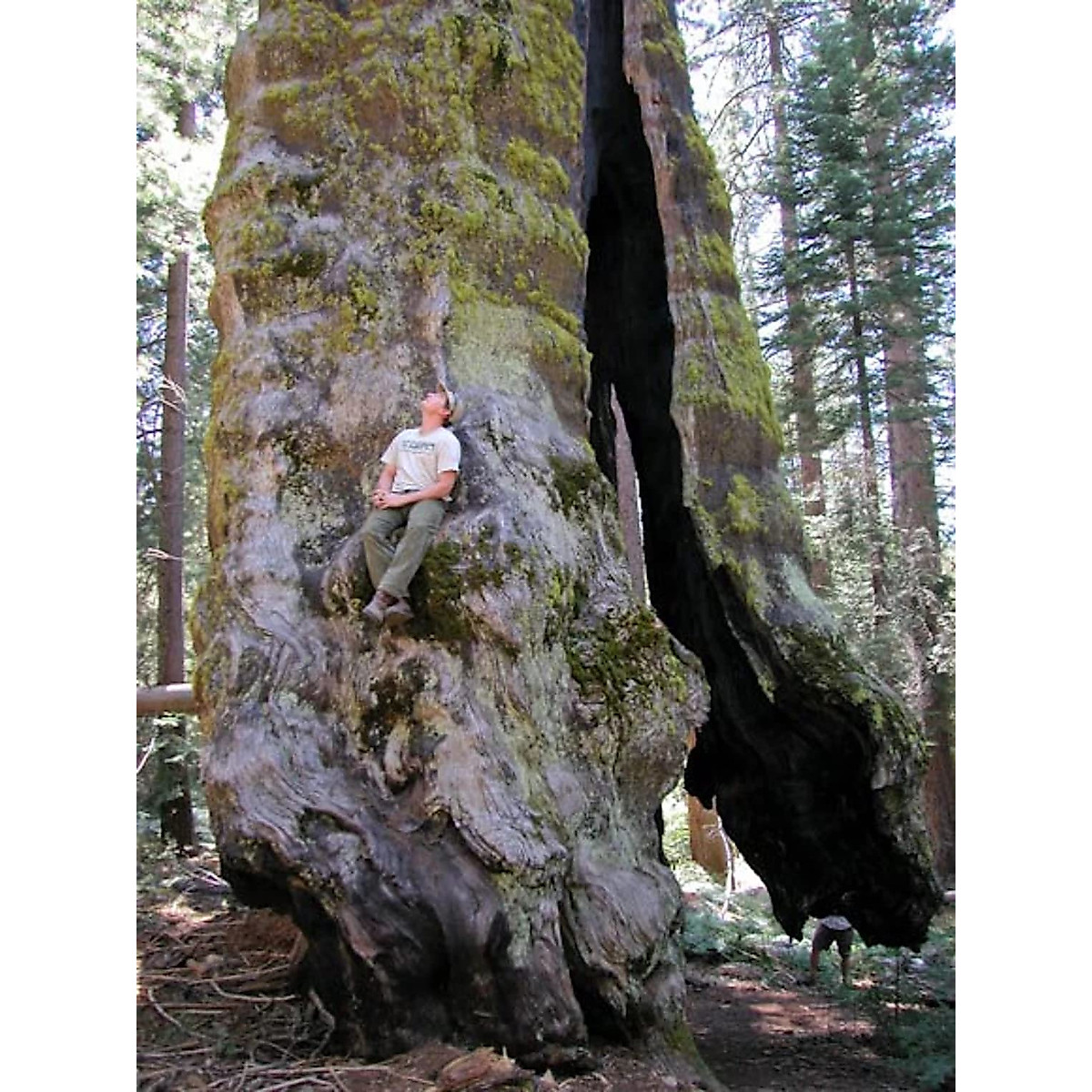 50 Giant Sequoia Seeds, Giant Redwood, Wellingtonia Seeds - 50 Seeds (Sequoiadendron giganteum) - Pack of 50 Rare and Viable Seeds - QO Seeds