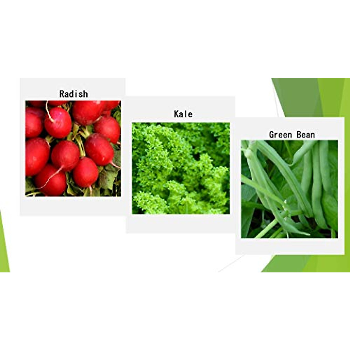 Premium Winter Vegetable Seeds for Planting Organic Non-GMO Heirloom Seeds 12 Varieties: Radish, Pea, Broccoli, Beet, Carrot, Cauliflower, Green Bean, Kale, Arugula, Cabbage, Asparagus, Brussel Sprout