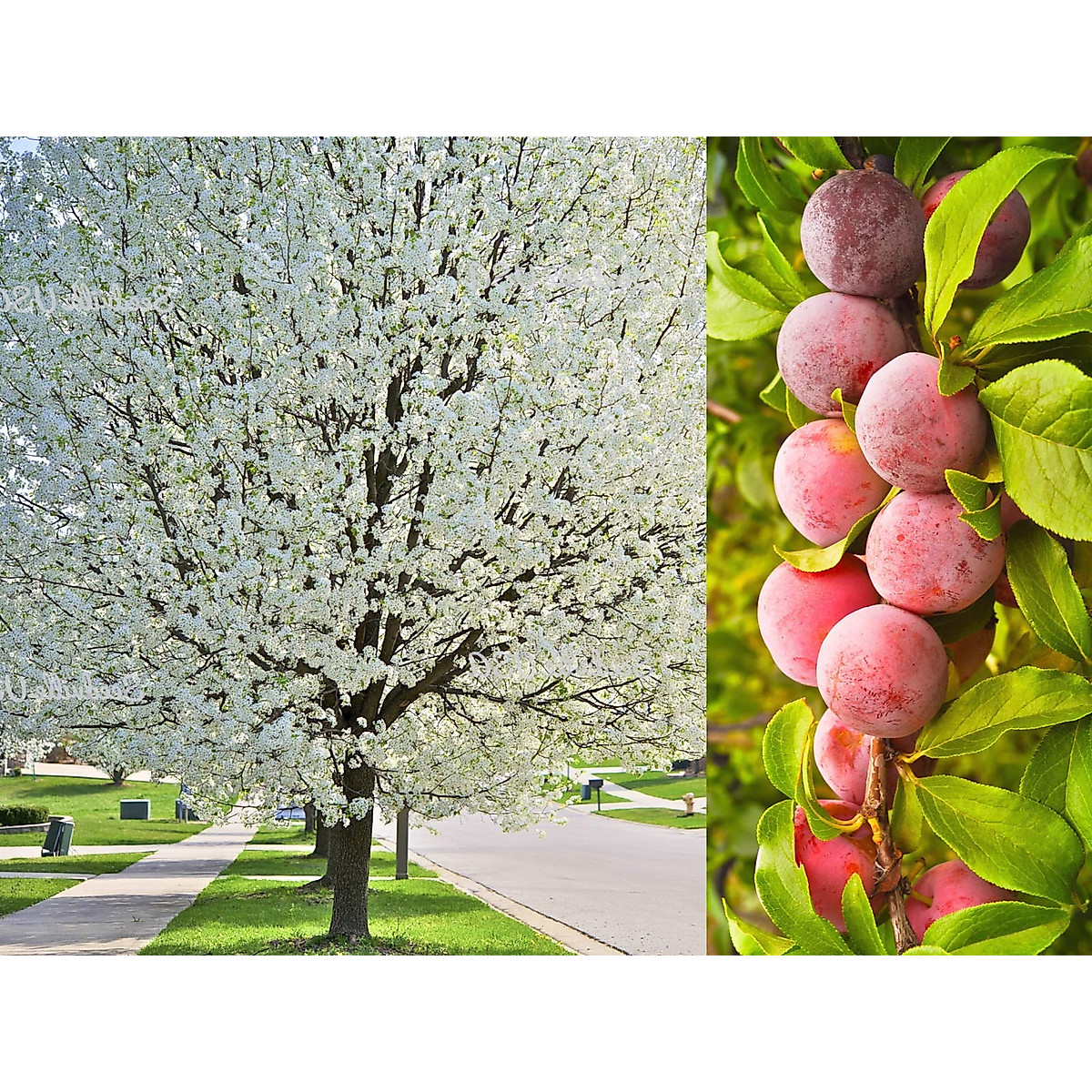 5 Seeds Red Purple Fruit White Flower American Plum Prunus Americana Shrub Tree #SDF02