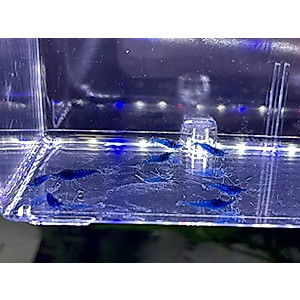 Blue Dream Shrimps Live Freshwater Shrimp Aquarium Neocaridina Inverts RCS (10 Shrimps (+2))
