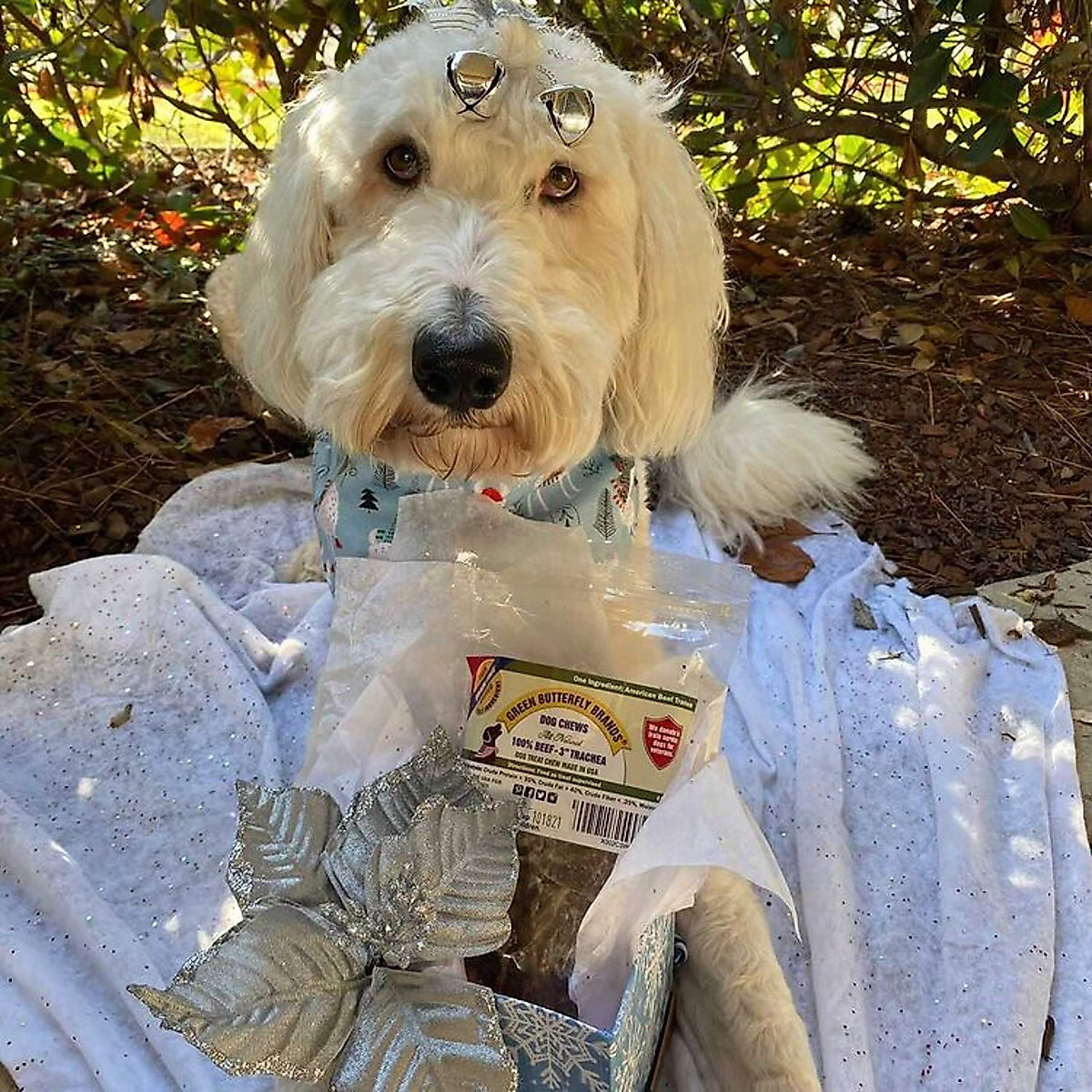 Green Butterfly Brands Dog Chews – Beef Trachea Dog Treat Chew Made in USA. Grass Fed Farm-Raised American Beef. Glucosamine Rich for Healthy Joints. All Natural Dental Chew (3" 4 PCS)