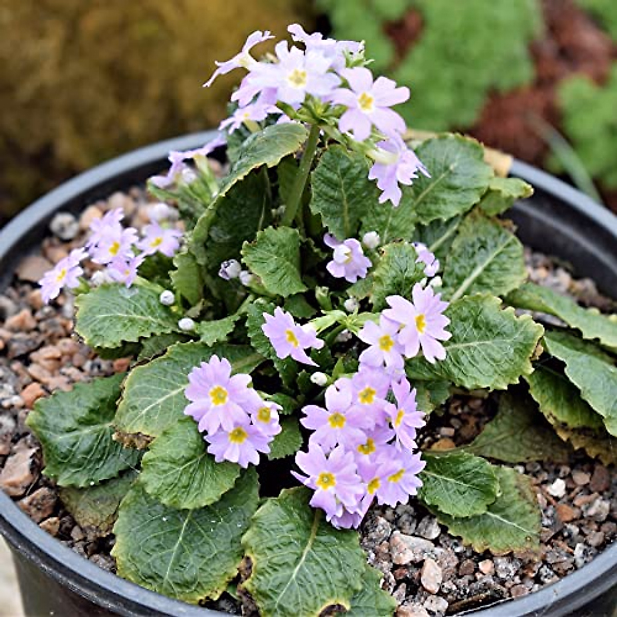 YEGAOL Garden 50Pcs Primula Seeds Primrose Polyanthus Seeds Perennial Annual Hardy Non-GMO Indoor Outdoor Potted Plant Flower Seeds