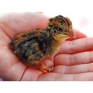 12 Fertile Coturnix Quail Hatching Eggs