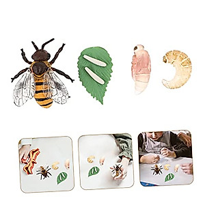 Yardenfun 1 Set Stag Beetle Growth Week Little Critters Toys Educational Toys for Kids Spider Toy Honey Life Cycle Models Growth Statue Bee Growth Cycle Plastic Honey Bee Life Cycle Models