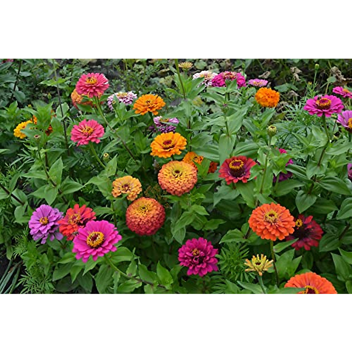 "Button Box Mix" Zinnia Seeds for Planting, 100+ Flower Seeds Per Packet, (Isla's Garden Seeds), Non GMO & Heirloom Seeds, Botanical Name: Zinnia elegans, Great Home Garden Gift