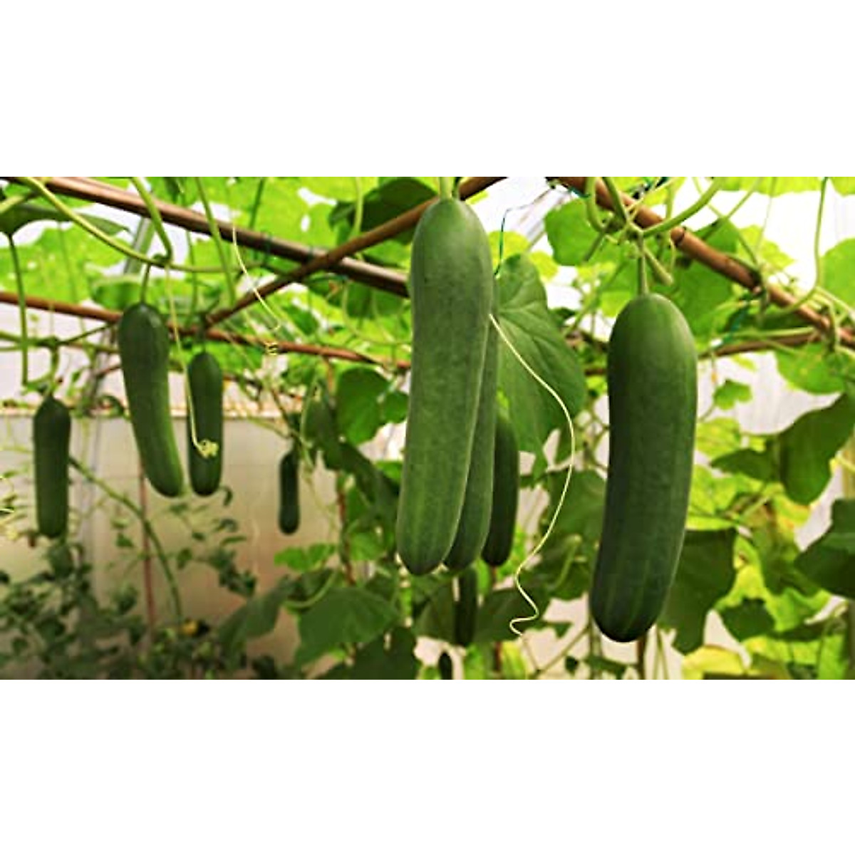 TomorrowSeeds - Persian Cucumber Seeds - 30+ Count Packet - Lebanese Middle Eastern Cucumbers Beit Alpha F1 Hybrid Burpless Kirby Garden