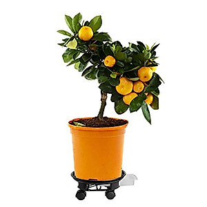 Skelang 13” Plant Caddy Plant Saucer Pot with Moving Water Drawer, Movable Planter Dolly, Plant Stand Pallet for Heavy Planter, Loading Capacity 100 Lbs