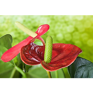 15 Red Anthurium Plant Seeds for Growing Indoor, Ornaments Perennial Garden Simple to Grow Pot