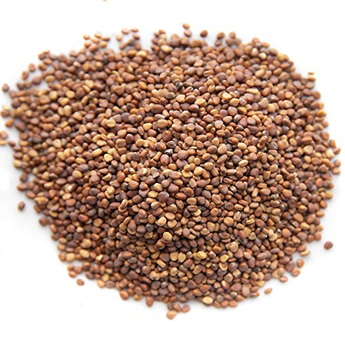 Rainbow Radish Sprouting Seeds Mix | Heirloom Non-GMO Seeds for Sprouting & Microgreens | Contains Red Arrow, Purple Triton & White Daikon Radish Seeds 1 lb Resealable Bag | Rainbow Heirloom Seed Co.