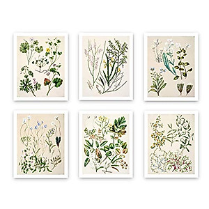 Vintage Botanical Prints | Forest Plants by Ink Inc. | Wildflower Leaves Floral Wall Art | Set of 6 8x10 Unframed