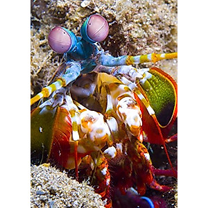 Posterazzi Close-up head view of a Mantis Shrimp (Odontodactylus scyallarus) Volcano crater Witu Islands Papua New Guinea Poster Print, (11 x 16)