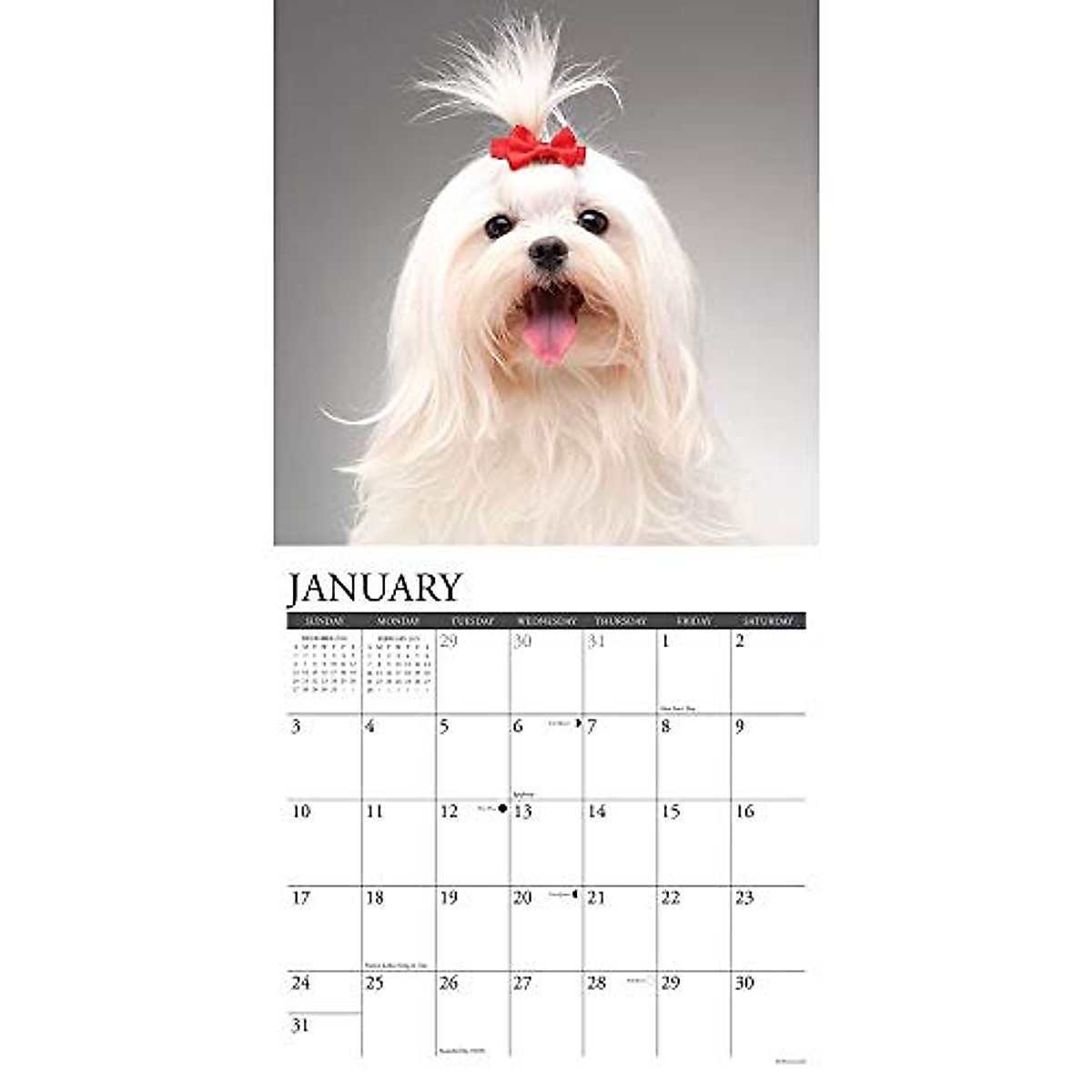 Just Maltese 2021 Wall Calendar (Dog Breed Calendar)