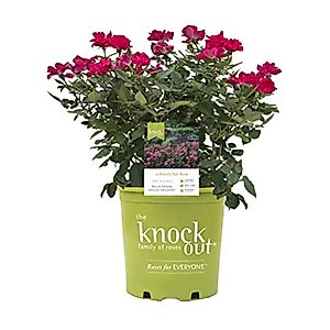 Star Roses Knockout Series 15048 Series Rose Knock Out The Original, 19cm
