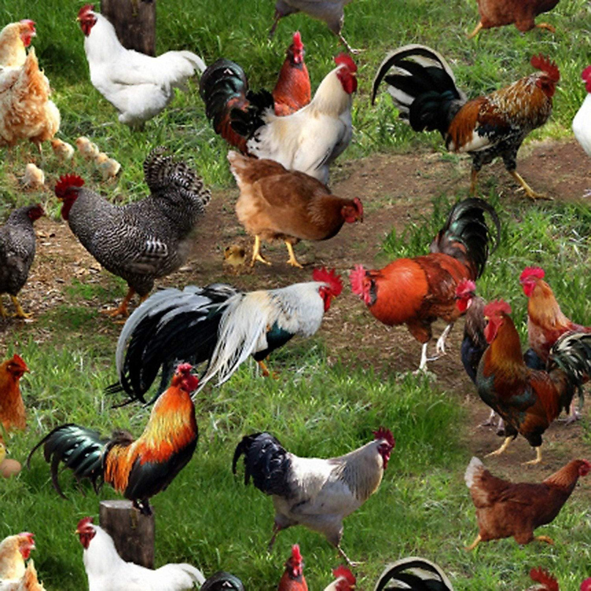 Chicken Fabric Farm Animals Chickens in Multi from Elizabeth's Studios Premium Quality 100% Cotton