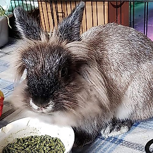 Sherwood Baby Rabbit Food. Hay-Based Pellet. No Wheat, Corn, or Soy for Better Digestion. 4.5 lbs