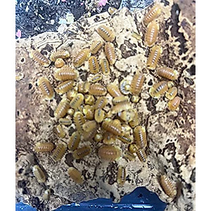 Bugzy Bugs Blonde Rubber Ducky 6 Count Cubaris Isopods Roly Poly Cleanup Crew Feeders for Terrarium Reptile Insect Pet Food