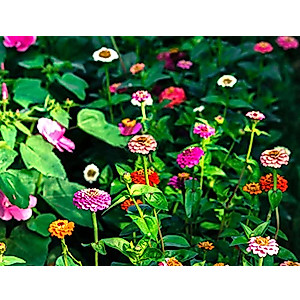 500+ Mix Colors Zinnia Seeds for Planting Outdoors, Heirloom Non-GMO 90% Germination, Open Pollinated, Wonderful Gardening Gifts