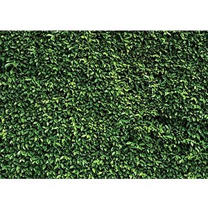 SJOLOON Green Leaves Backdrop Grass Backdrop Natural Green Lawn Party Photography Backdrop Birthday Newborn Baby Lover Wedding Photo Studio Props 10923 (8x6FT)