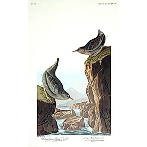 Columbian Water Ouzel, Arctic Water Ouzel, Bartram's Vireo, Short-legged Pewee, Rocky Mountain Fly-catcher. From"The Birds of America" (Amsterdam Edition)
