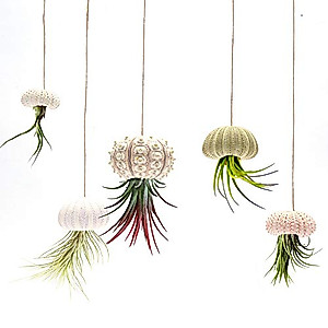 5 Pack Mini Sea Urchin Shell Air Plant Holders- 5 Styles Decorative Hanging Air Plant Pot Cute Tillandsia Succulent Display Container with Ropes for Home Garden Beach Theme Party Decors (No Plants)