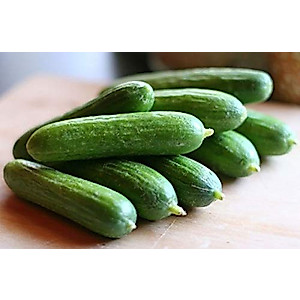 Persian Middle East Cucumber Seeds high yields of 5 to 7" Long Sweet Cucumbers(25 - Seeds)