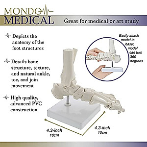MonMed Medical Models Life Size Foot and Ankle Model – Anatomical Foot Model, Skeleton Bones, Human Skeleton Model