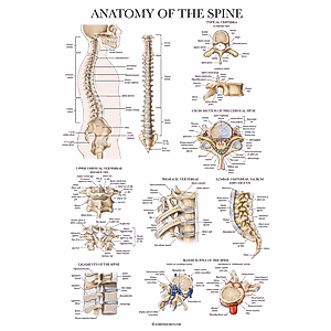 Palace Learning 3 Pack: Muscular System + Skeletal System + Anatomy of the Spine Poster Set - Set of 3 Anatomical Charts - Laminated - 18" x 27"