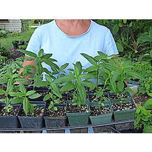 Bloodflower Milkweed Seeds Monarch Butterfly Weed Blood Flower #212 (80+ Seeds, or 1/2 Gram)