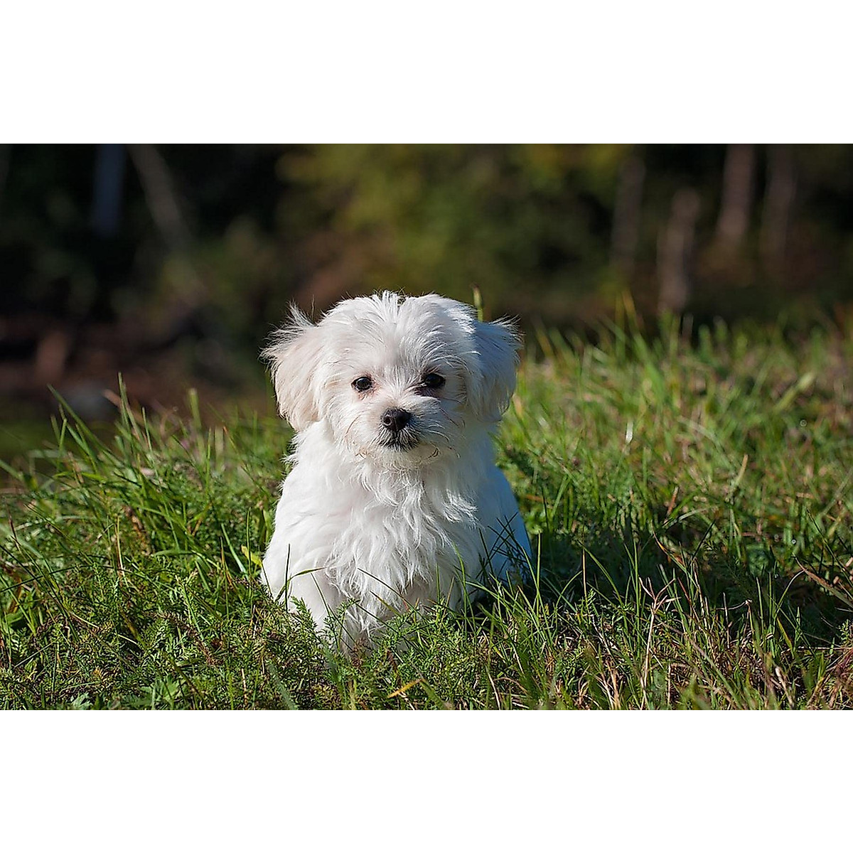 Custom Dog Treat Training Pouch with Photo Text, Personalized Pet Picture Name Treat Training Bag, Customized Dog Training and Behavior Aids - Easily Carries Pet Toys, Kibble, Treats