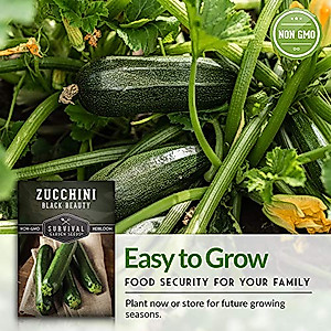 Survival Garden Seeds - Black Beauty Zucchini Seed for Planting - Pack with Instructions to Plant and Grow Dark Green Zucchini in Your Home Vegetable Garden - Non-GMO Heirloom Variety - 1 Pack