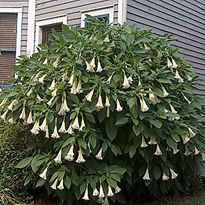 10 White Angels Trumpet Seeds,Snowy Angel's Trumpet,Brugmansia Suaveolens,Beautiful Flowers,Garden& Outdoors-QAUZUY GARDEN