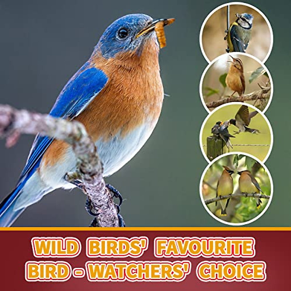 NO 24 Oz Premium Canned Steamed Juicy Mealworms for Reptiles, Amphibians, Birds -an Alternative to Live Meal Worms for Bearded Dragon,Wild Birds etc