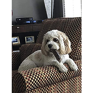 Mountain Dog Chews - Petite Split Elk 6 Pack - Elk Antler Dog Chew - Grade A Premium - Organic - Made in USA - No Mess