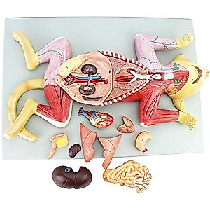 Animal Anatomical Model,4D Cat Anatomical Model, PVC Animal Teaching Anatomical Model - for Medical Educational Training,Medical Teaching Learning Model