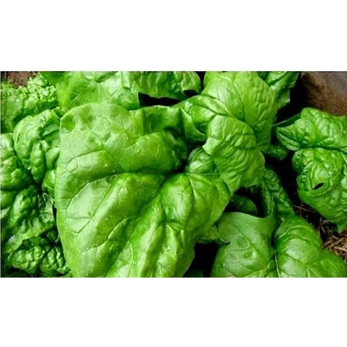 Giant Spinach Herb Garden Seeds for Planting About 100 Seeds