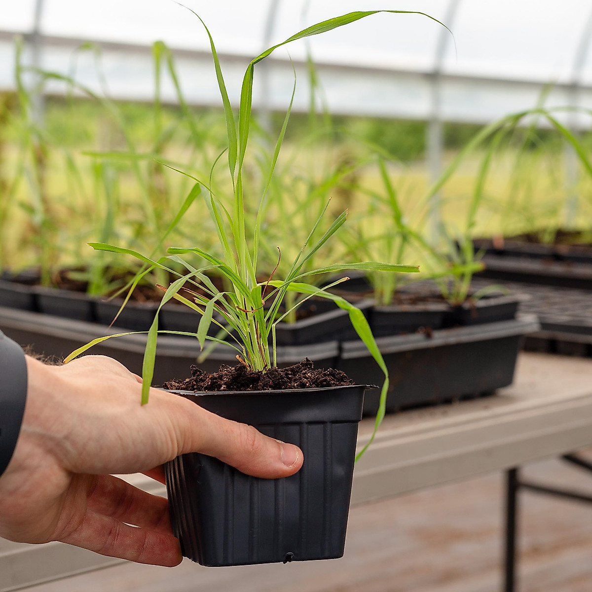 Live Lemongrass Plants (2-Pack); Each 4-8 Inches, in Nursery Pots, Culinary and Aromatherapy Herb Indoor/Outdoor Container Plants