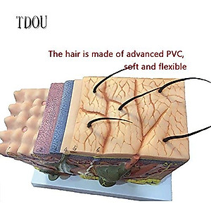 50X TDOU 35/50/70 Times Human Big Anatomical Skin Magnified Tissue Structure Model with Hair 35X/50X/70X Enlarged for Biology Minimally Invasive Cosmetic Surgery Teaching Models(50X)