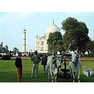 Hancock Seed Co. Royal Bengal Bermuda Grass Seeds, 2 lbs.