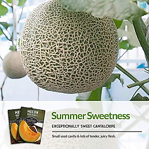 Survival Garden Seeds - Hale's Best Melon Seed for Planting - Grow Juicy Cantaloupe for Eating - Packet with Instructions to Plant in Your Home Vegetable Garden - Non-GMO Heirloom Variety