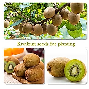 Heirloom Fruit Seeds - 5 Variety Individual Packs 100+ Grape Seeds 100+ Apple Seeds 100+ Kiwi Seeds 100+ Guava Seeds for Planting Organic for Home Garden Bonsai Fruit