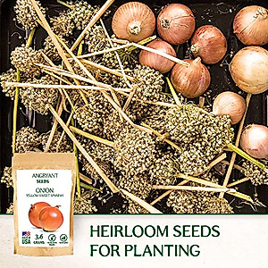 Yellow Sweet Spanish Onion Seeds for Planting Indoors and Outdoors - 1600+ Non GMO Seeds Per Packet - 100% USA Grown - Heirloom Seeds for Home Vegetable Garden